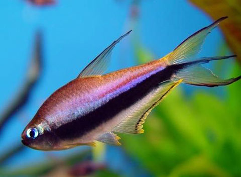 Nematobrycon palmeri