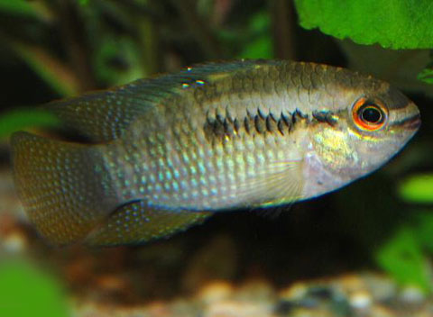 Laetacara curviceps, Pesce Persico Crestato