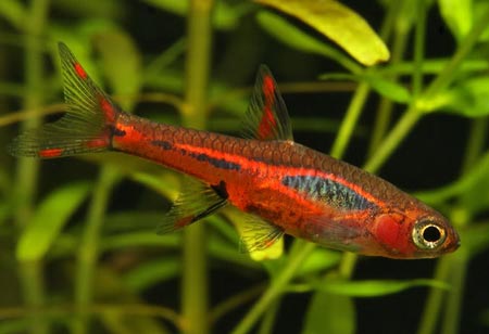 Rasbora brigittae