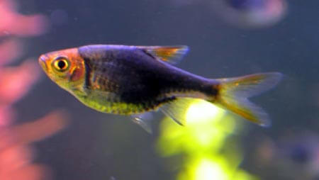 Rasbora heteromorpha Black
