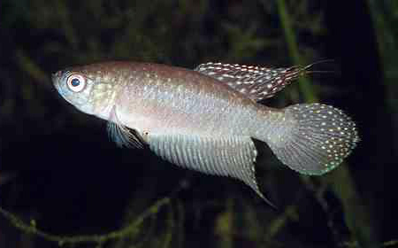 CIPRINODONTI - Cyprinodontidae