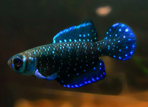 Cynolebias nigripinnis