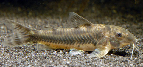 Callichthys callichthys Silmo Corazzato