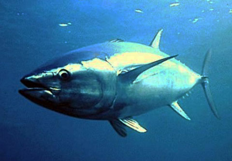 Alalunga, Thunnus Alalunga
