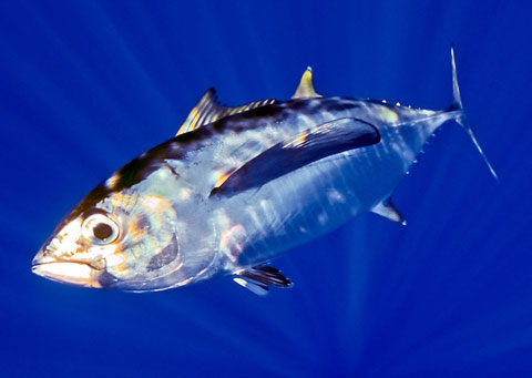 Albacore pinna nera, Thunnus Atlanticus