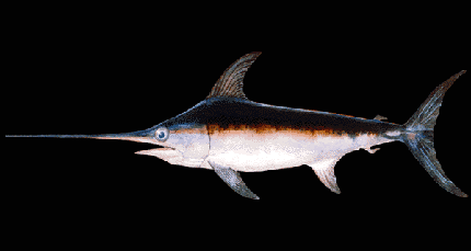 Il PESCE SPADA descrizione della specie e cenni storici