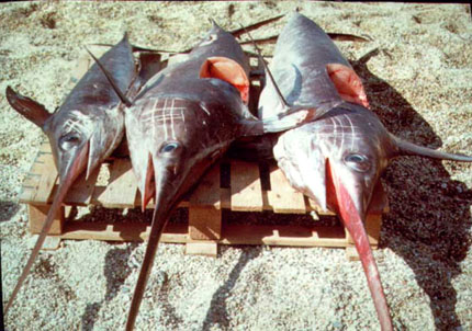 Il PESCE SPADA descrizione della specie e cenni storici