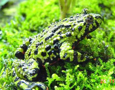 ANFIBI Tritoni e salamandre, Rane e rospi - Lumbriciformi cecilie