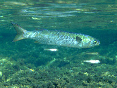 Cefalo, Mugil cephalus pesce per acque calde