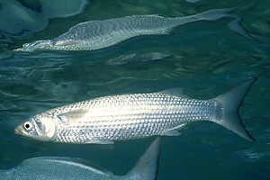 Cefalo, Mugil cephalus pesce per acque calde