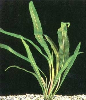 APONOGETON HENKELIANUS