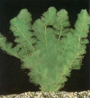 CABOMBA sp. - Caroliniana