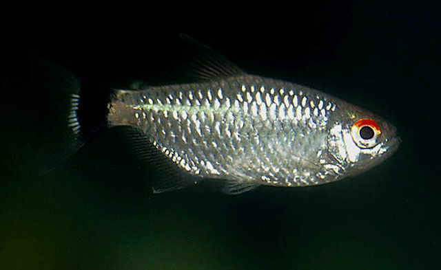 Moenkhausia oligolepis Tetra di vetro