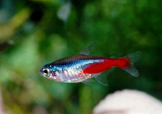 Paracheirodon innesi Pesce neon o Neon